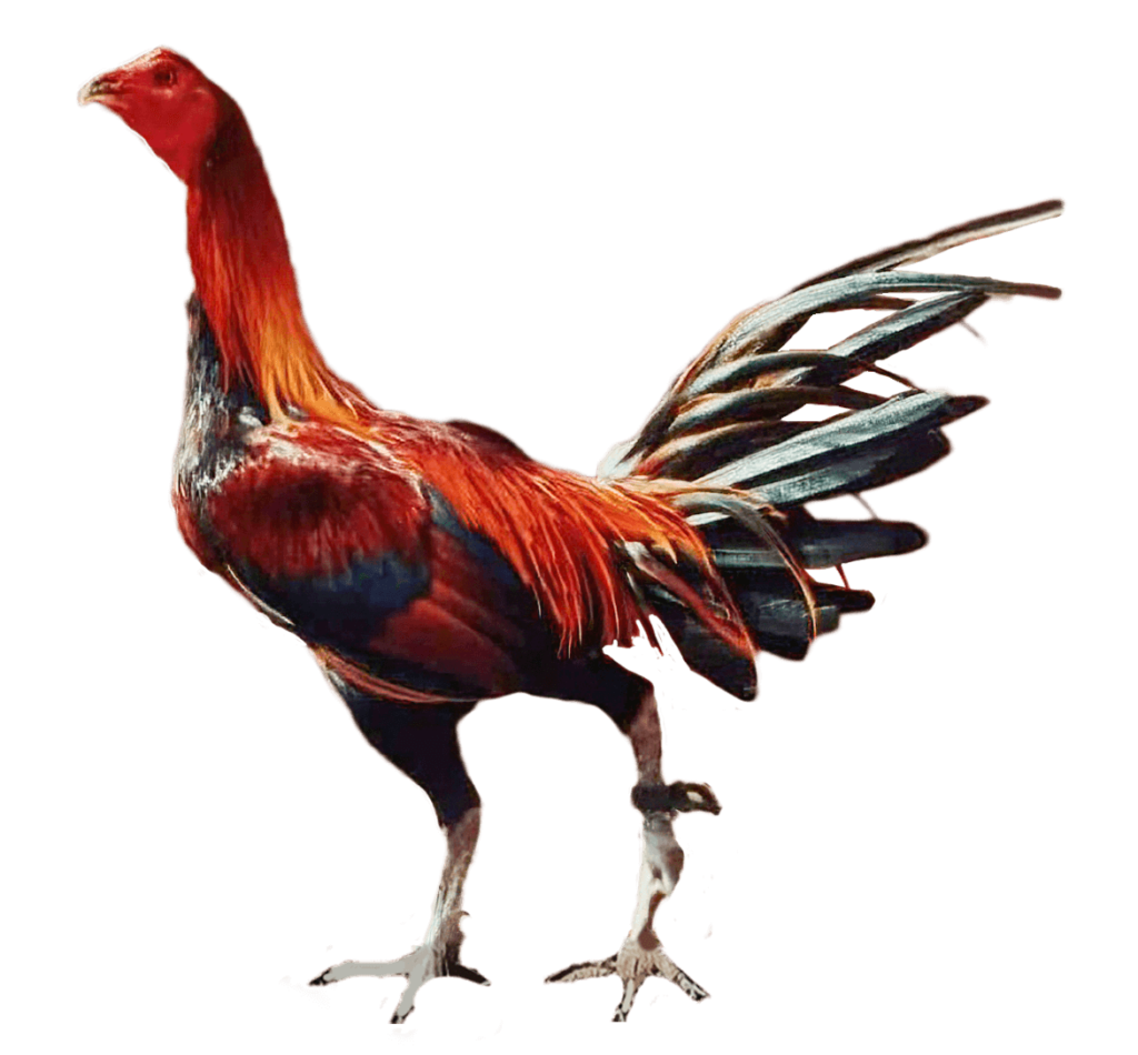 Inicio - AMIGO GALLERO